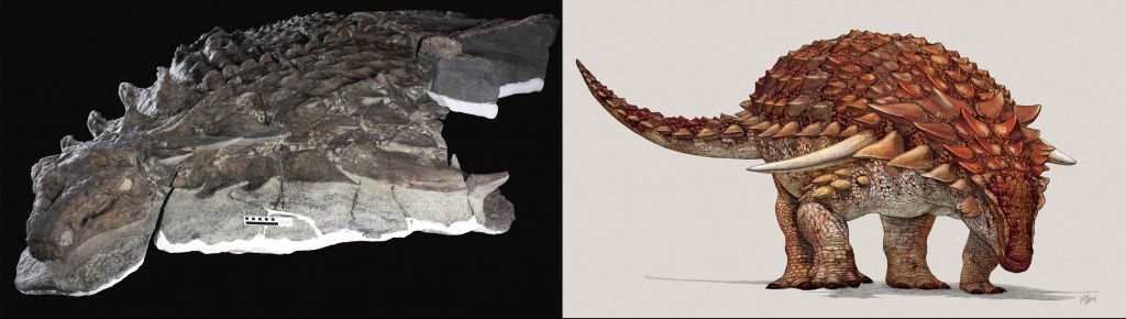 Borealopelta, ovvero come la natura non smette mai di sorprendere ...